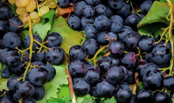 Buah yang Sering kali Digunakan sebagai Perasa Minuman - Islandsun ...